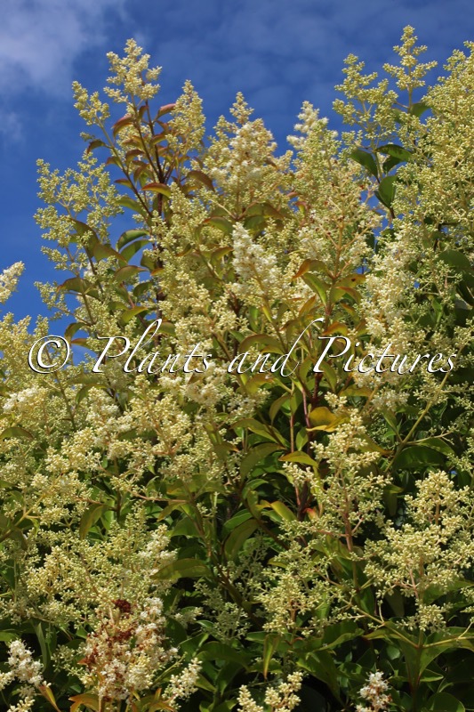 Ligustrum lucidum ‘Bokrascreen’ (GREEN SCREEN) | plants & pictures