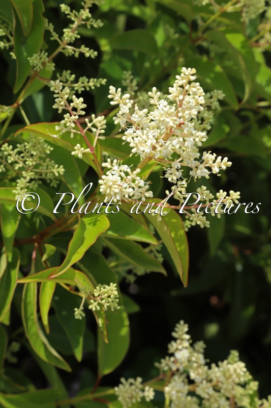 Ligustrum lucidum ‘Bokrascreen’ (GREEN SCREEN) | plants & pictures